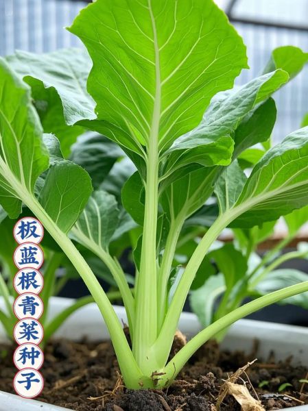 青菜图片大全大图_青菜种类识别图解-第3张图片-山城妙识 青菜图片大全大图_青菜种类识别图解-第3张图片-山城妙识