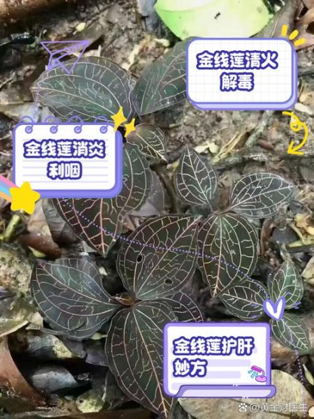 金线莲怎么吃_金线莲的吃法与禁忌-第1张图片-山城妙识 金线莲怎么吃_金线莲的吃法与禁忌-第1张图片-山城妙识