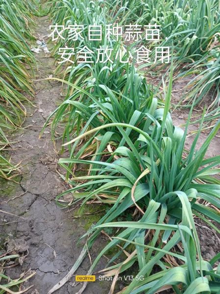 青蒜是什么类_青蒜和蒜苗的区别-第2张图片-山城妙识 青蒜是什么类_青蒜和蒜苗的区别-第2张图片-山城妙识