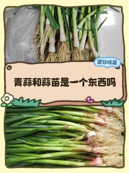 青蒜是什么类_青蒜和蒜苗的区别-第1张图片-山城妙识 青蒜是什么类_青蒜和蒜苗的区别-第1张图片-山城妙识