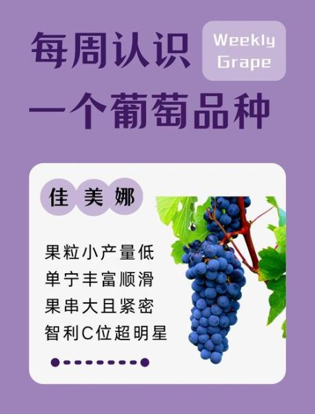 葡萄品种大全图片_如何识别常见品种-第2张图片-山城妙识 葡萄品种大全图片_如何识别常见品种-第2张图片-山城妙识