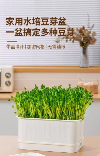 发豆芽用什么容器最好_家用豆芽盒怎么选-第3张图片-山城妙识 发豆芽用什么容器最好_家用豆芽盒怎么选-第3张图片-山城妙识