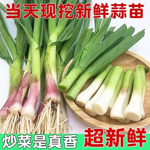 青蒜是什么类_青蒜和蒜苗的区别-第3张图片-山城妙识 青蒜是什么类_青蒜和蒜苗的区别-第3张图片-山城妙识