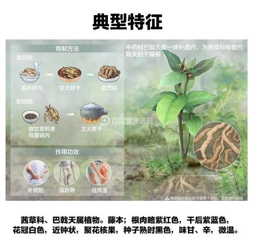 巴戟天对女人的功效_女人吃巴戟天有什么好处-第3张图片-山城妙识 巴戟天对女人的功效_女人吃巴戟天有什么好处-第3张图片-山城妙识