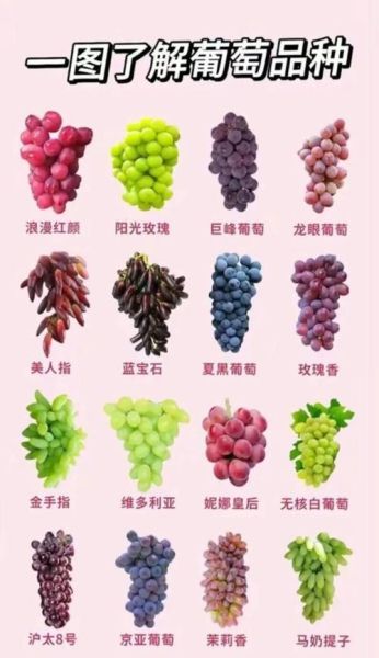 葡萄品种大全图片_如何识别常见品种-第3张图片-山城妙识 葡萄品种大全图片_如何识别常见品种-第3张图片-山城妙识