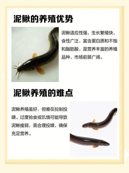 养泥鳅要具备什么条件_泥鳅怎么养-第1张图片-山城妙识