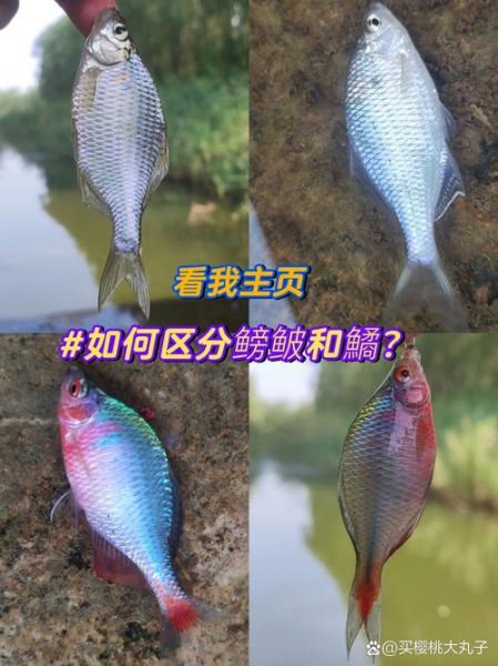 鲂鱼和鳊鱼的区别_怎么区分鲂鱼与鳊鱼-第2张图片-山城妙识 鲂鱼和鳊鱼的区别_怎么区分鲂鱼与鳊鱼-第2张图片-山城妙识