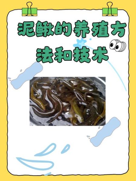 养泥鳅要具备什么条件_泥鳅怎么养-第2张图片-山城妙识