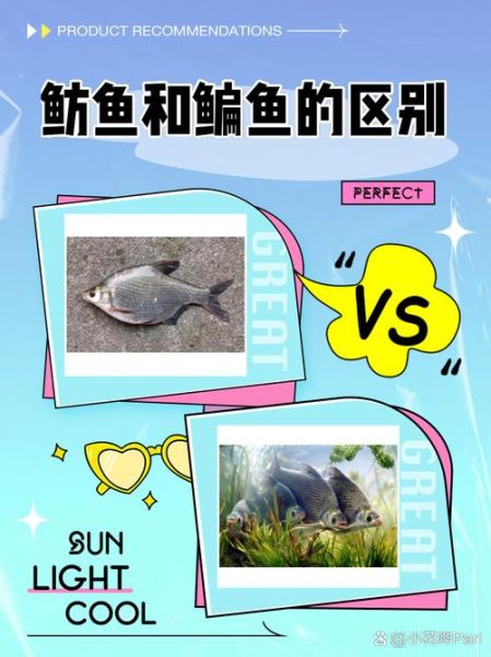 鲂鱼和鳊鱼的区别_怎么区分鲂鱼与鳊鱼-第1张图片-山城妙识 鲂鱼和鳊鱼的区别_怎么区分鲂鱼与鳊鱼-第1张图片-山城妙识