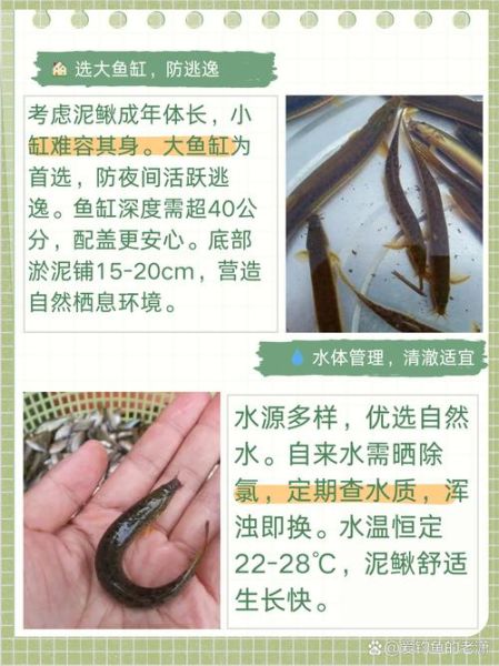 养泥鳅要具备什么条件_泥鳅怎么养-第3张图片-山城妙识