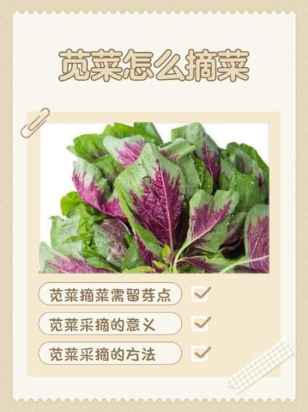 苋菜怎么摘图解_苋菜摘心技巧-第1张图片-山城妙识 苋菜怎么摘图解_苋菜摘心技巧-第1张图片-山城妙识