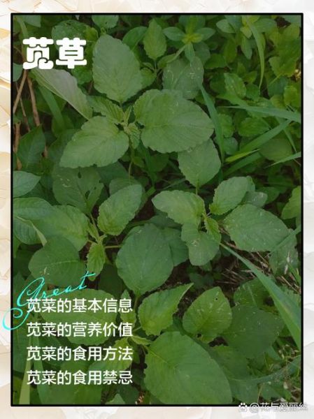 苋菜怎么摘图解_苋菜摘心技巧-第2张图片-山城妙识 苋菜怎么摘图解_苋菜摘心技巧-第2张图片-山城妙识