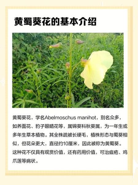 黄蜀葵花泡水喝的功效与作用_黄蜀葵花泡水喝的禁忌-第2张图片-山城妙识