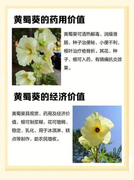 黄蜀葵花泡水喝的功效与作用_黄蜀葵花泡水喝的禁忌-第3张图片-山城妙识