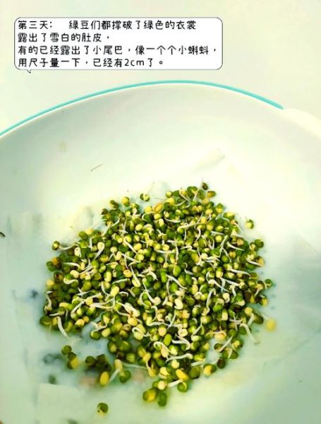 青豆发芽了还能吃吗_青豆发芽有毒吗-第1张图片-山城妙识