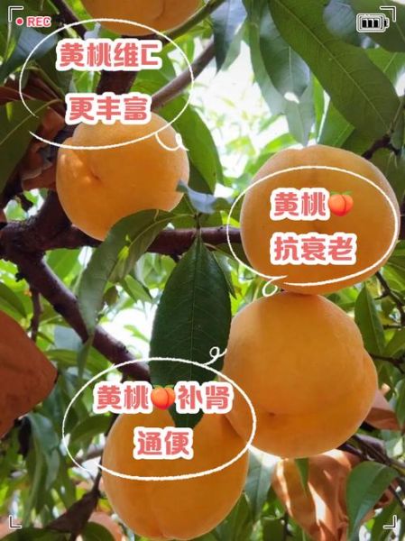 黄桃和水蜜桃哪个营养高_孕妇能吃桃子吗-第1张图片-山城妙识