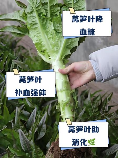 莴笋叶的营养价值_莴笋叶的功效与作用-第3张图片-山城妙识 莴笋叶的营养价值_莴笋叶的功效与作用-第3张图片-山城妙识