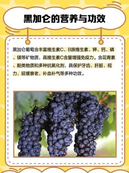 黑加仑是葡萄吗_黑加仑和葡萄的区别-第1张图片-山城妙识 黑加仑是葡萄吗_黑加仑和葡萄的区别-第1张图片-山城妙识
