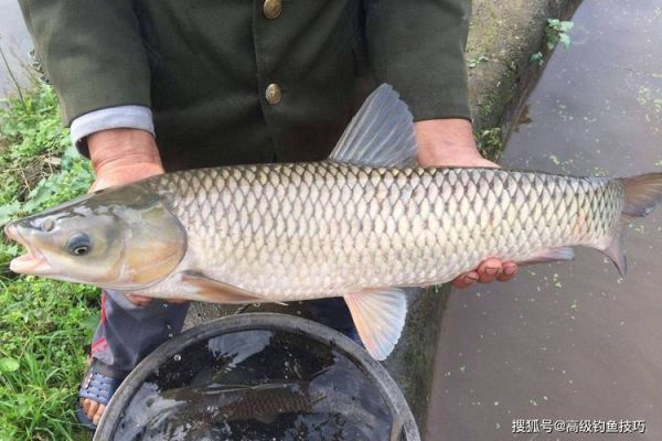 草鱼图片大全哪里找_草鱼高清图欣赏技巧-第2张图片-山城妙识 草鱼图片大全哪里找_草鱼高清图欣赏技巧-第2张图片-山城妙识