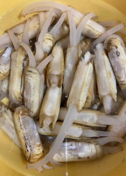 蛏子什么地方不能吃_蛏子内脏清理方法-第1张图片-山城妙识 蛏子什么地方不能吃_蛏子内脏清理方法-第1张图片-山城妙识