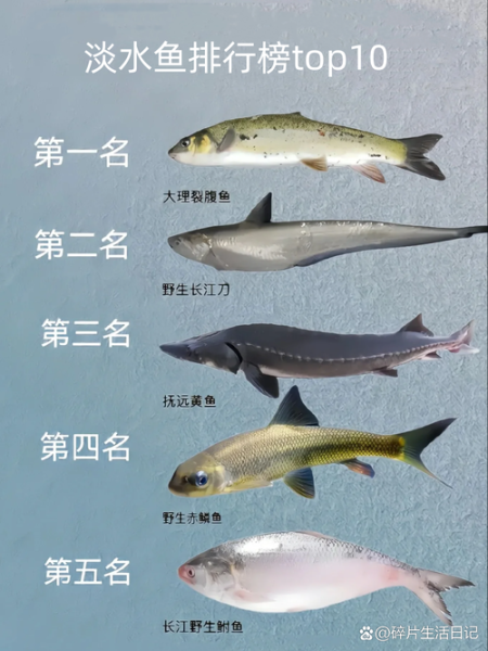 最大的淡水鱼有哪些_世界最大淡水鱼排名-第3张图片-山城妙识