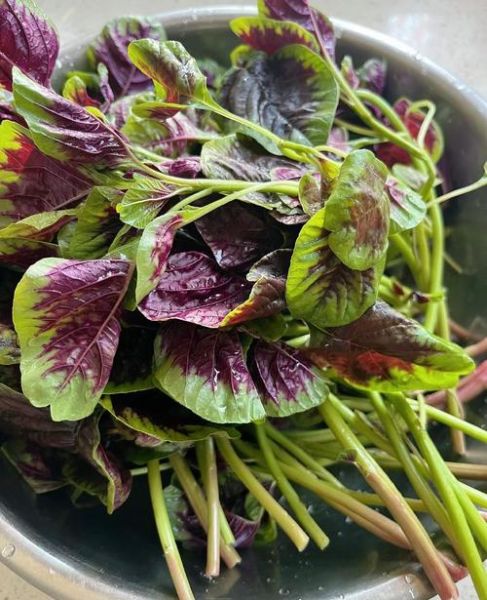 红叶苋菜怎么做好吃_红叶苋菜的做法大全-第1张图片-山城妙识 红叶苋菜怎么做好吃_红叶苋菜的做法大全-第1张图片-山城妙识