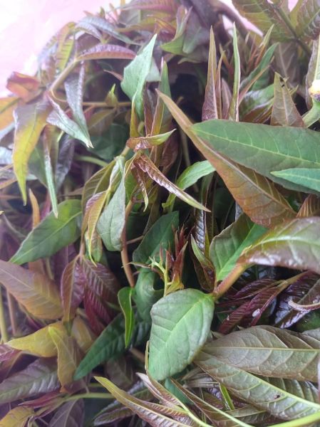 油焖香椿怎么做_香椿芽怎么保存-第1张图片-山城妙识 油焖香椿怎么做_香椿芽怎么保存-第1张图片-山城妙识