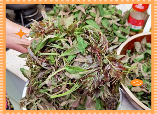 油焖香椿怎么做_香椿芽怎么保存-第2张图片-山城妙识 油焖香椿怎么做_香椿芽怎么保存-第2张图片-山城妙识