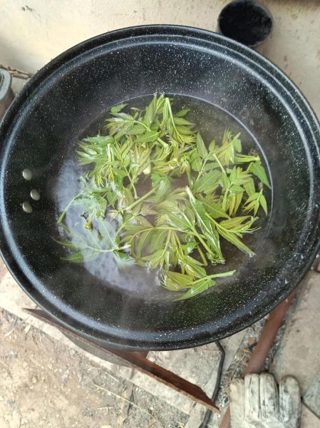 油焖香椿怎么做_香椿芽怎么保存-第3张图片-山城妙识 油焖香椿怎么做_香椿芽怎么保存-第3张图片-山城妙识