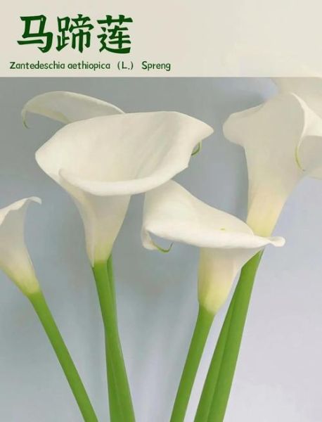 马蹄莲花有毒吗_室内可以养吗-第3张图片-山城妙识 马蹄莲花有毒吗_室内可以养吗-第3张图片-山城妙识