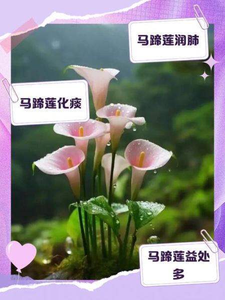 马蹄莲花有毒吗_室内可以养吗-第1张图片-山城妙识 马蹄莲花有毒吗_室内可以养吗-第1张图片-山城妙识