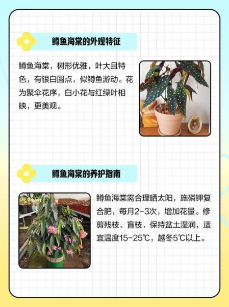 鳟鱼海棠怎么养_鳟鱼海棠有毒吗-第2张图片-山城妙识 鳟鱼海棠怎么养_鳟鱼海棠有毒吗-第2张图片-山城妙识