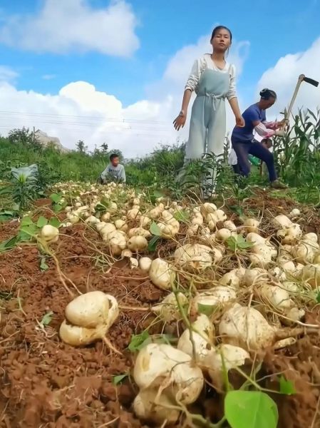 地瓜籽的功效与作用_地瓜籽怎么吃最好-第2张图片-山城妙识 地瓜籽的功效与作用_地瓜籽怎么吃最好-第2张图片-山城妙识