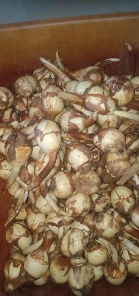 茨菇图片大全_茨菇长什么样-第1张图片-山城妙识 茨菇图片大全_茨菇长什么样-第1张图片-山城妙识