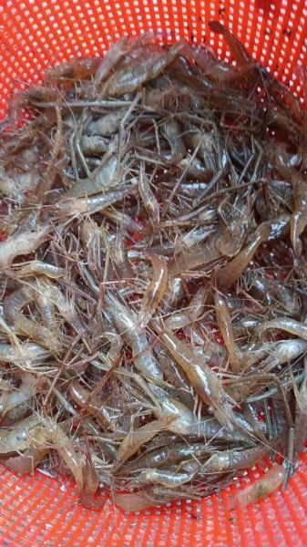 野生河虾吃什么食物_野生河虾主要食物来源-第1张图片-山城妙识 野生河虾吃什么食物_野生河虾主要食物来源-第1张图片-山城妙识