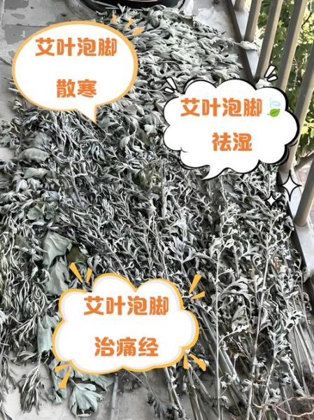 艾叶水泡脚的好处和坏处_哪些人不能用-第1张图片-山城妙识 艾叶水泡脚的好处和坏处_哪些人不能用-第1张图片-山城妙识
