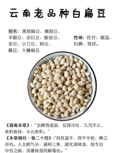 白扁豆的副作用好厉害_白扁豆中毒怎么办-第1张图片-山城妙识 白扁豆的副作用好厉害_白扁豆中毒怎么办-第1张图片-山城妙识