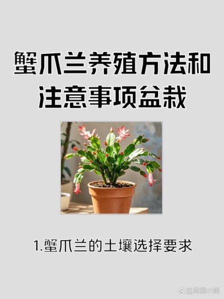 蟹爪兰怎么养_蟹爪兰多久浇一次水-第1张图片-山城妙识 蟹爪兰怎么养_蟹爪兰多久浇一次水-第1张图片-山城妙识