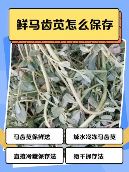新鲜马齿苋怎么保存_马齿苋保存方法-第1张图片-山城妙识 新鲜马齿苋怎么保存_马齿苋保存方法-第1张图片-山城妙识