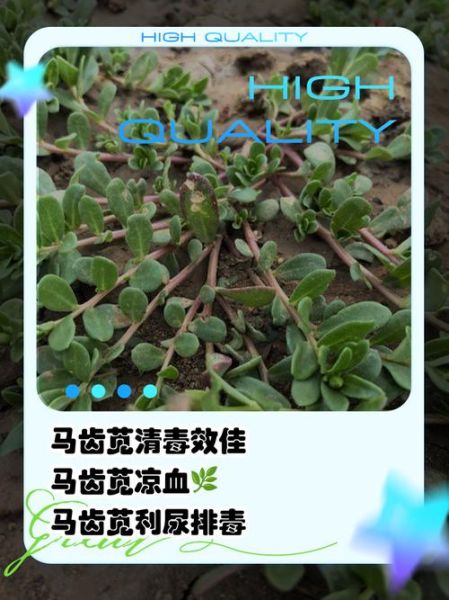 新鲜马齿苋怎么保存_马齿苋保存方法-第3张图片-山城妙识 新鲜马齿苋怎么保存_马齿苋保存方法-第3张图片-山城妙识