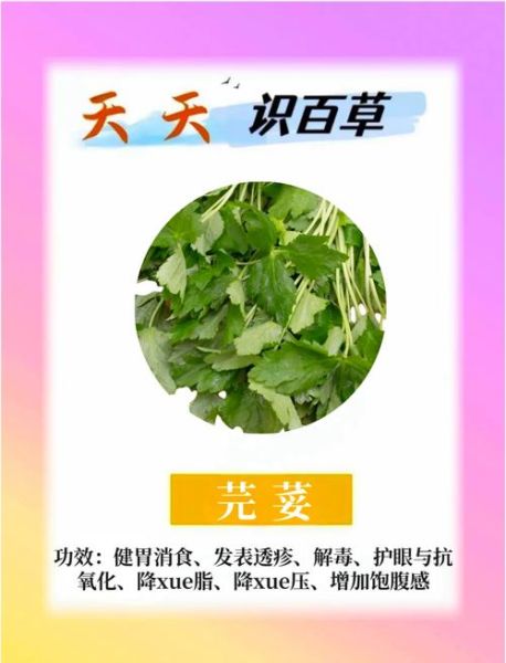 刺芫荽怎么吃_刺芫荽的功效与作用-第3张图片-山城妙识 刺芫荽怎么吃_刺芫荽的功效与作用-第3张图片-山城妙识