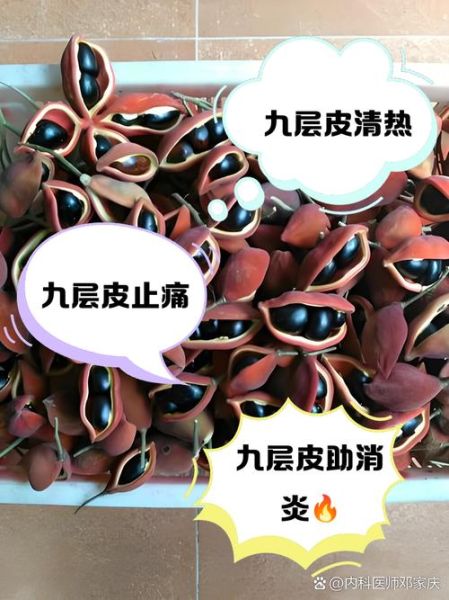 九层皮果可以晒干了吃吗_九层皮果晒干方法-第1张图片-山城妙识 九层皮果可以晒干了吃吗_九层皮果晒干方法-第1张图片-山城妙识