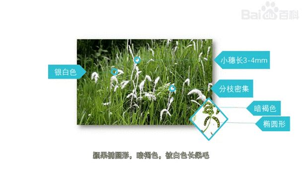 甜草根长什么样_甜草根图片怎么识别真假-第2张图片-山城妙识 甜草根长什么样_甜草根图片怎么识别真假-第2张图片-山城妙识