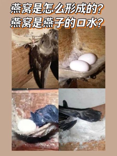 燕窝是什么_燕窝是怎么形成的-第3张图片-山城妙识 燕窝是什么_燕窝是怎么形成的-第3张图片-山城妙识