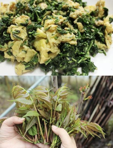 香椿芽怎么炒好吃_香椿芽炒鸡蛋的做法-第2张图片-山城妙识 香椿芽怎么炒好吃_香椿芽炒鸡蛋的做法-第2张图片-山城妙识