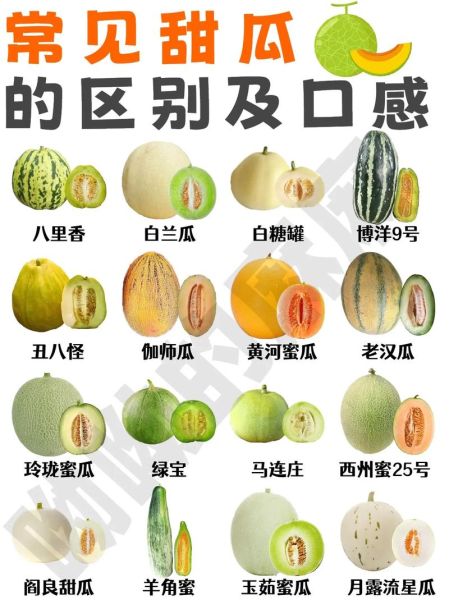 香瓜的功效与禁忌_哪些人不能吃香瓜-第2张图片-山城妙识 香瓜的功效与禁忌_哪些人不能吃香瓜-第2张图片-山城妙识