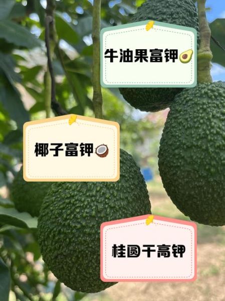 含钾高的水果有哪些_低钠高钾水果排行榜-第3张图片-山城妙识 含钾高的水果有哪些_低钠高钾水果排行榜-第3张图片-山城妙识