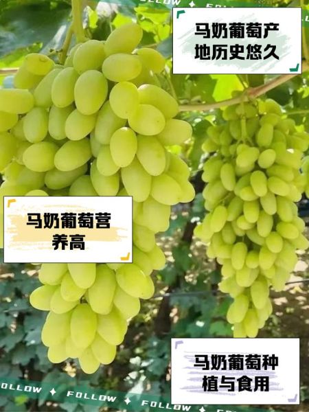 红马奶葡萄的功效与作用_红马奶葡萄多少钱一斤-第1张图片-山城妙识 红马奶葡萄的功效与作用_红马奶葡萄多少钱一斤-第1张图片-山城妙识