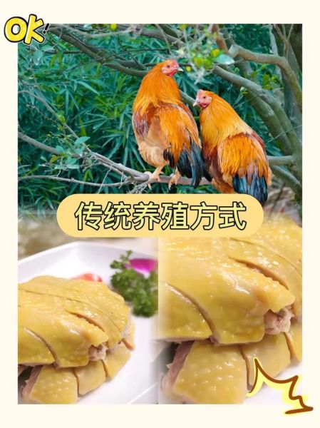 河田鸡的营养价值_河田鸡的功效与作用-第2张图片-山城妙识 河田鸡的营养价值_河田鸡的功效与作用-第2张图片-山城妙识