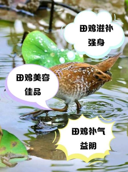 河田鸡的营养价值_河田鸡的功效与作用-第3张图片-山城妙识 河田鸡的营养价值_河田鸡的功效与作用-第3张图片-山城妙识